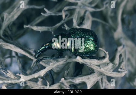 poplar leaf roller weevil (Byctiscus populi), sitting on a leaf Stock ...