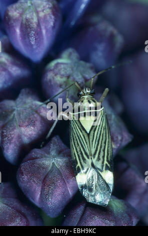 capsid bug (Calocoris striatellus Stock Photo - Alamy
