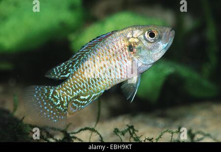 dwarf Egyptian mouthbrooder (Pseudocrenilabrus multicolor victoriae ...