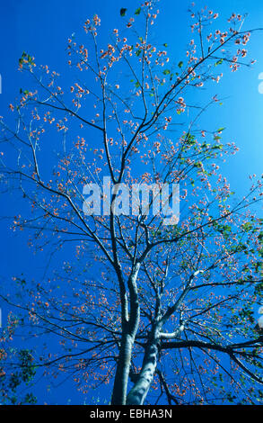 Mountain immortelle Erythrina poeppigiana tree in flower, Trinidad ...