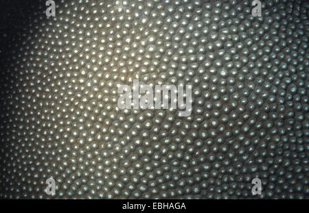 flowery star coral (Diploastrea heliopora Stock Photo - Alamy