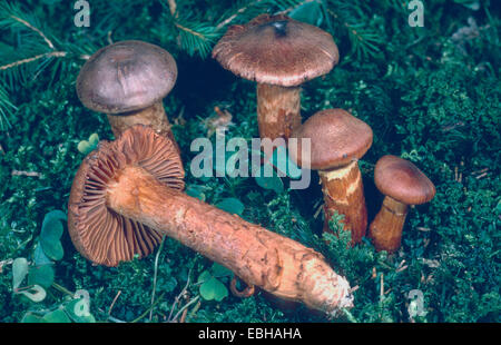 Cortinarius rubellus, Deadly webcap, Fungi, UK Stock Photo - Alamy