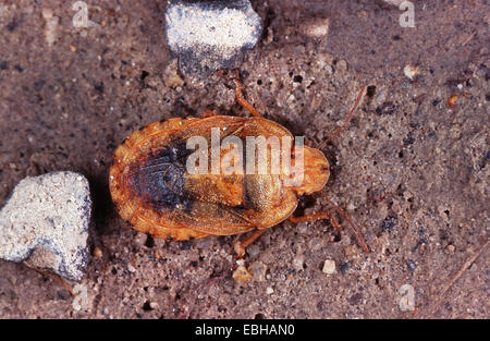 bug (Sciocoris macrocephalus Stock Photo - Alamy