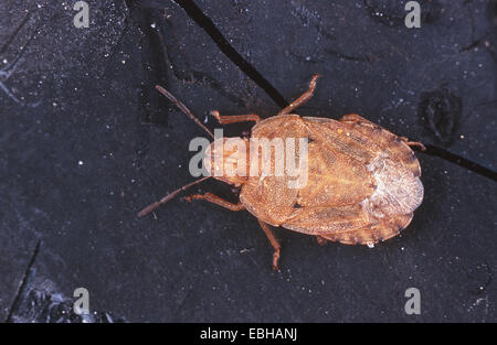 bug (Sciocoris macrocephalus Stock Photo - Alamy