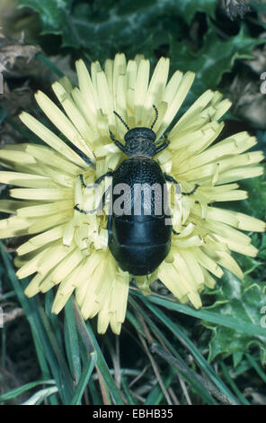 Oil Beetles (Meloe Stock Photo - Alamy