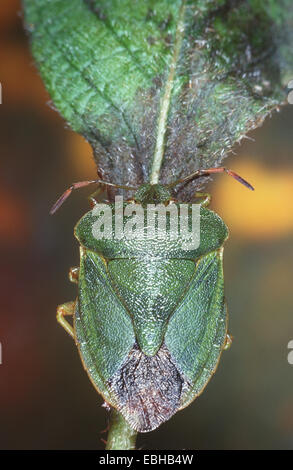 bug (Palomena viridissima Stock Photo - Alamy