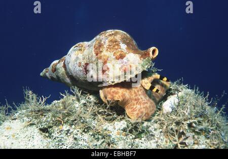 trumpet triton, Pacific triton, giant triton, triton's trumpet ...