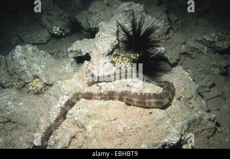 spotted barrel gurkhin (Synapta maculata), at coral reef, Egypt, Red ...