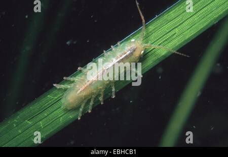 Baltic Isopod (Idotea baltica) on Grasswrack (Zostera marina), Black ...