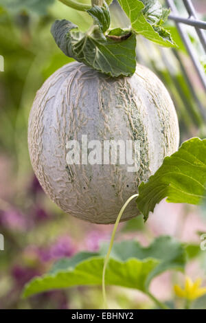 Melon melons growing in greenhouse with support net nets Uk Stock Photo ...