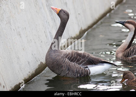Anser anser, Greylag Goose. Russia, The Moscow Zoo Stock Photo - Alamy