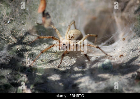 A female funnel web weaver (Agelena orientalis) on white background ...
