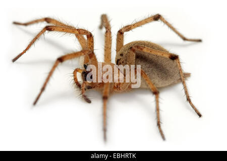 A female funnel web weaver (Agelena orientalis) on white background ...