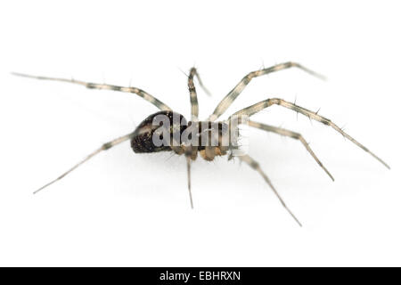 Common Tree-weaver (Lepthyphantes minutus Stock Photo - Alamy