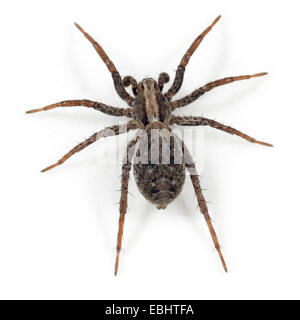 Male Dune Wolf Spider (Xerolycosa miniata). Lycosidae. Sussex, UK Stock ...