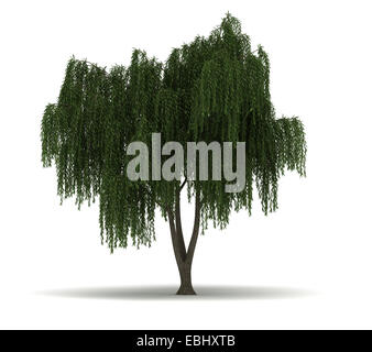 3D rendering of a white willow tree or Salix alba isolated on white ...