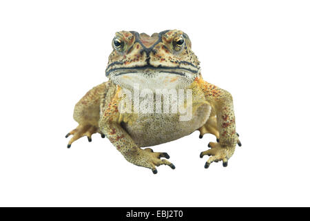 Toad on a white background Stock Photo - Alamy