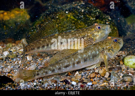 river goby, monkey goby (Gobius fluviatilis, Neogobius fluviatilis ...