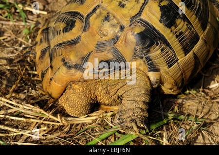 Hind leg of a Hermann´s tortoise (Testudo hermanni Stock Photo - Alamy