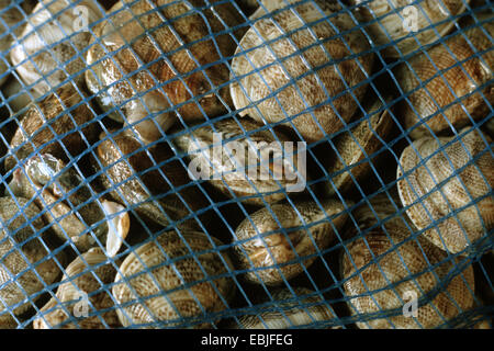 Striped Venus clam (Chamelea gallina: Veneridae) exposed alive on the ...