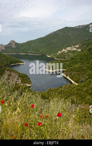 Mediterranean vegetation blossoms in natural environment Stock Photo ...
