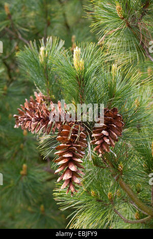 Macedonian Pine (Pinus peuce), twig with fresh cone Stock Photo - Alamy