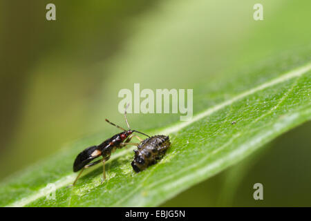 Minute pirate bugs (Anthocoridae Stock Photo - Alamy