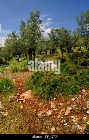 Olive tree grove on a cloudy day with a mountain ridge in the ...