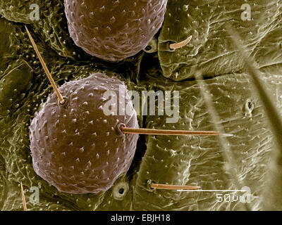 Scanning electron micrograph (SEM) of stomach wall lined with mucus ...