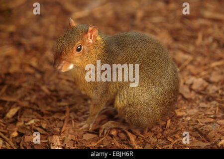red acouchi, (Myoprocta acouchy), sitting very calm, close view Stock ...