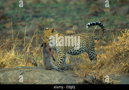 leopard (Panthera pardus), young carrying a warthog piglet as capturing ...