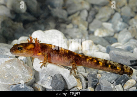 Greek fire salamander (Salamandra salamandra werneri), in the Taigetos ...