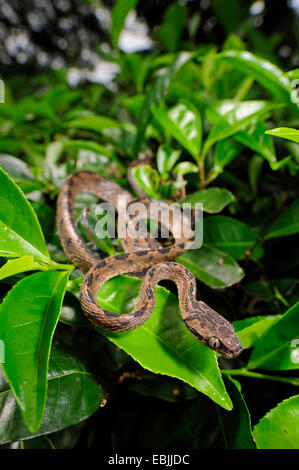 Sri Lanka cat snake (Boiga ceylonensis), creeping through thicket, Sri ...