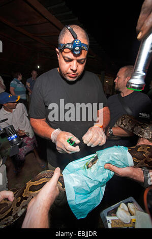 Burmese python, Indian python (Python molurus), man catching an adult Burmese python in a house ...