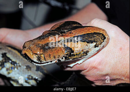Burmese python, Indian python (Python molurus), man catching an adult Burmese python in a house ...