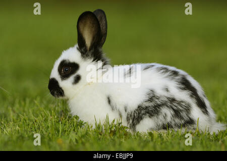 Black Domestic Rabbit (Oryctolagus cuniculus) with a white spot on its ...
