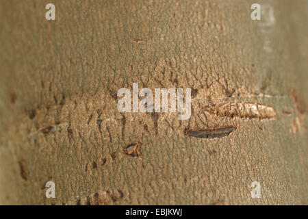 Balsa, Balsa Tree (Ochroma pyramidale, Ochroma lagopus), leaves ...