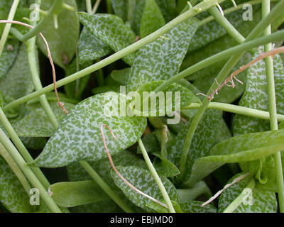 ledebouria socialis Silver Squill Violet Squill Leopard Lily Scilla ...