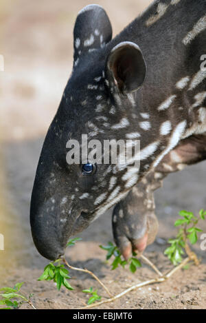 Malayan Tapir, Tapirus indicus, eating leaves from tree, side view ...