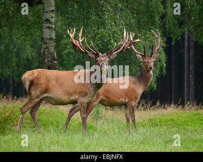 two red deer stags standing next to each eachother in a field Stock ...