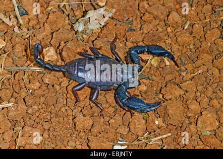 Italian scorpion (Euscorpius italicus), on a finger Stock Photo - Alamy