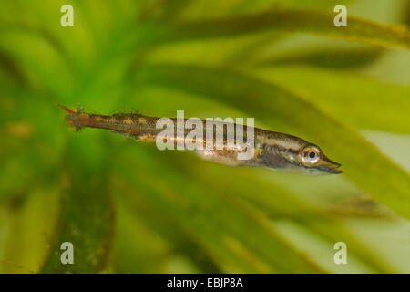 pike, northern pike (Esox lucius), juvenile with Daphnias, Germany ...