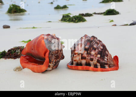 Bullmouth helmet shell (Cypraecassis rufa) on beach at low tide Stock ...