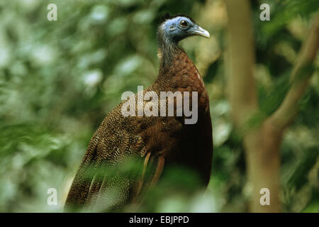 GREAT ARGUS PHEASANT Stock Photo - Alamy