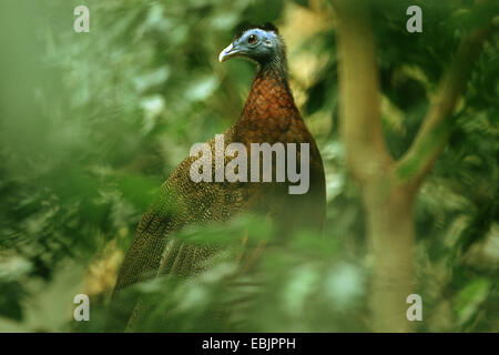 GREAT ARGUS PHEASANT Stock Photo - Alamy
