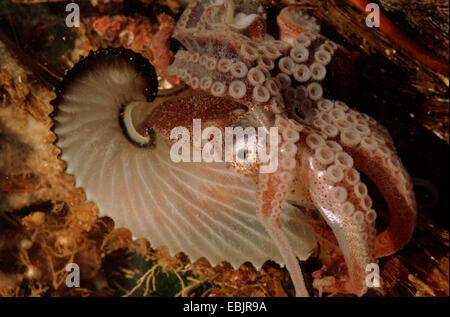 argonaut or paper nautilus argonauta argo Stock Photo: 24659504 - Alamy