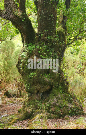 Old gnarled tree trunk covered in moss on an autumn forest path. Golden ...
