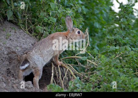 Warren with wild rabbits (Oryctolagus Cuniculus) inside and outside ...