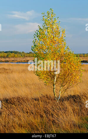 a bog in autumn with foliage coloring of trees Stock Photo - Alamy