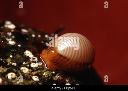 Arctic Cowrie - Trivia arctica Stock Photo - Alamy